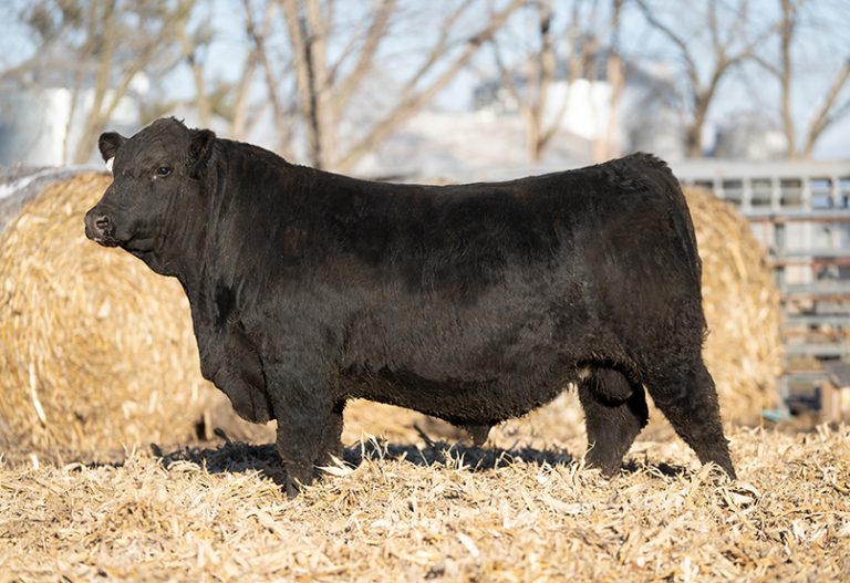 Roscoe Valley Angus – Registered Black Angus
