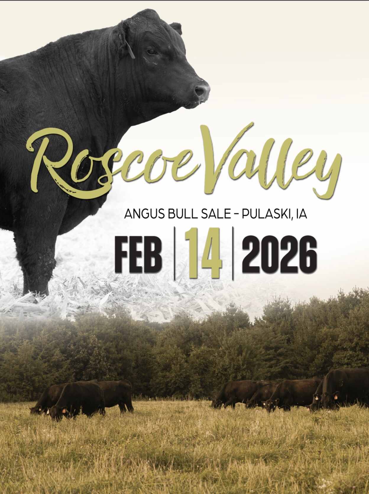 SALES – Roscoe Valley Angus